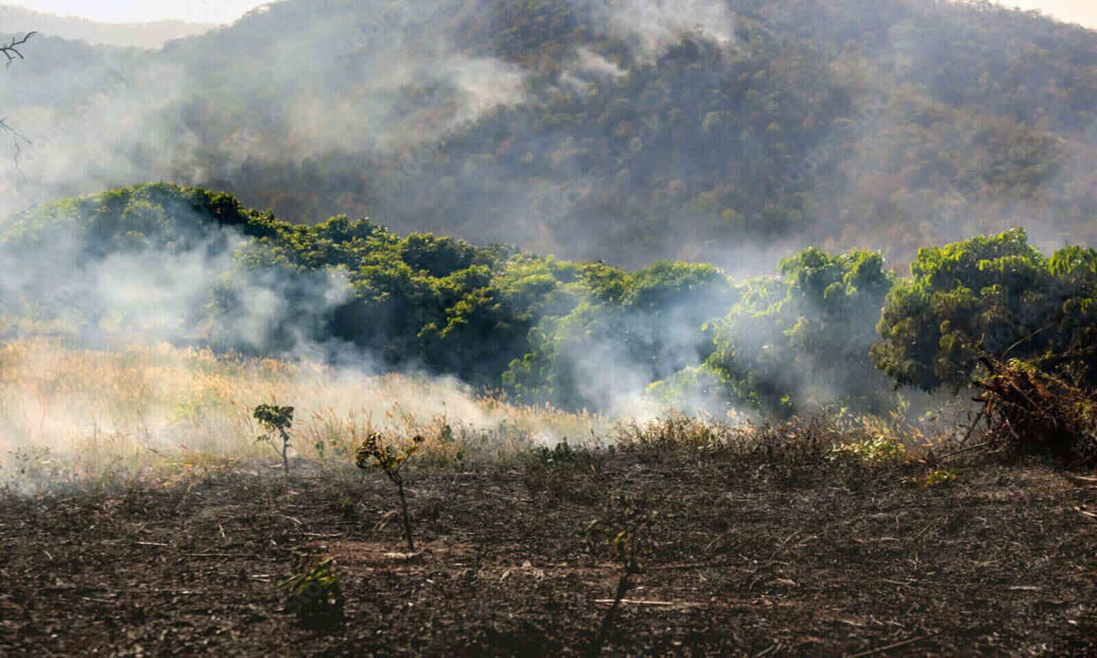 India’s Forest Cover Has Increased; But at What Cost?